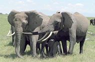 Donate NOW - support ElephantVoices